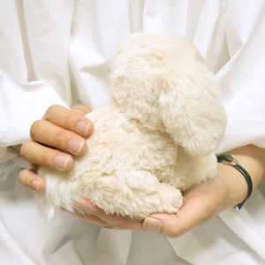 Lapinou(ラピヌ) ホーランドロップ BE - サンレモン